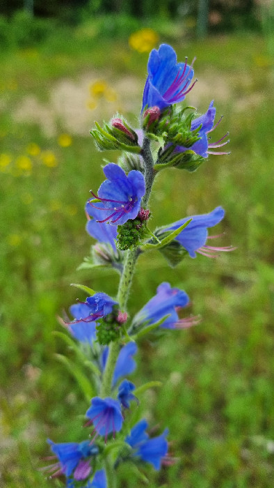 Co roste v Hájemství :: Kamýcké hájemství